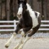 Lex Lin Gypsy Ranch | Stallions For Sale - Lex Lin Gypsy Ranch